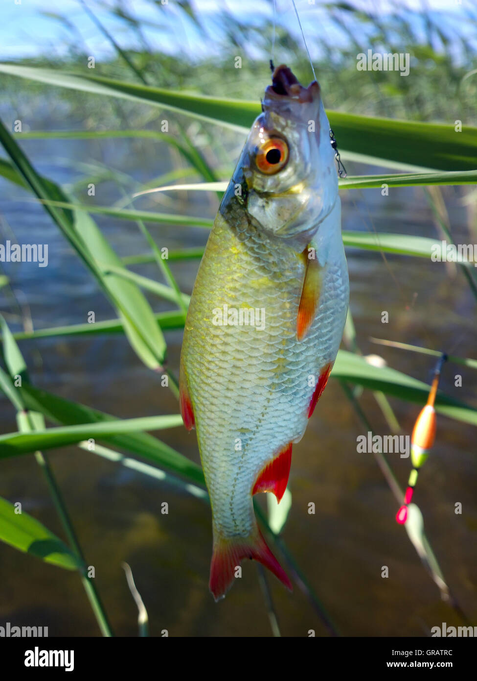 fishing on freshwater lakes in the reeds Stock Photo - Alamy