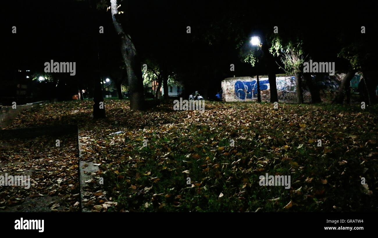 Trees On Field At Night Stock Photo - Alamy