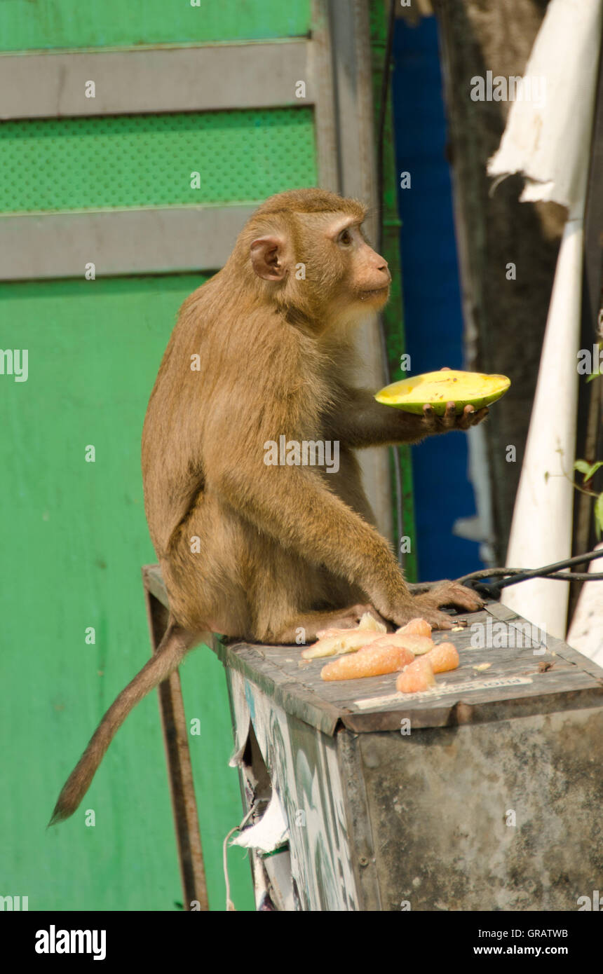 Eating Mango Animal High Resolution Stock Photography and Images - Alamy