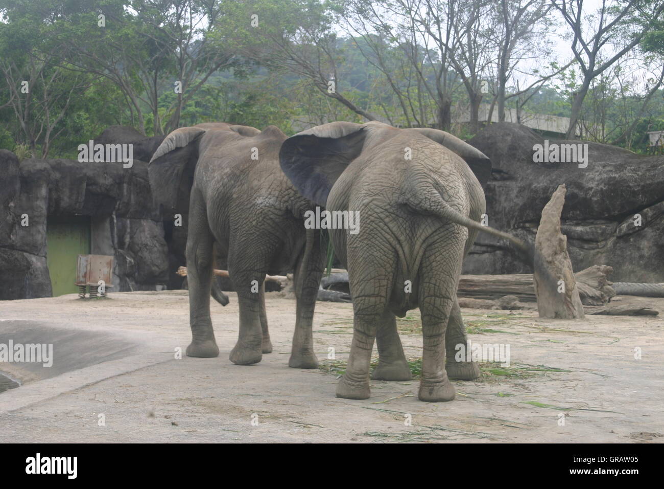 Elephants in nature hi-res stock photography and images - Alamy