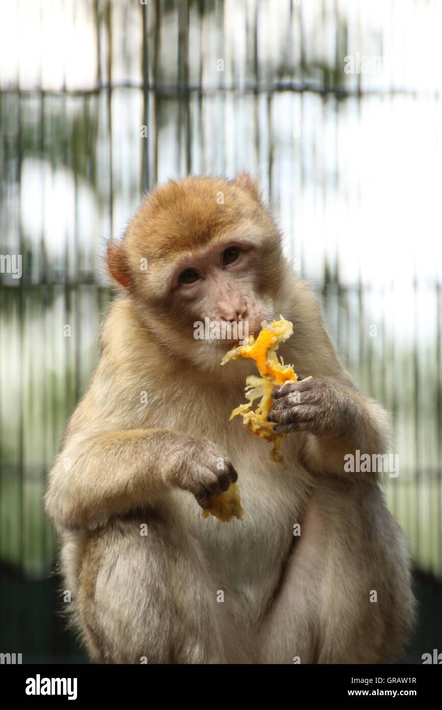 Monkey Orange Fruit High Resolution Stock Photography and Images - Alamy