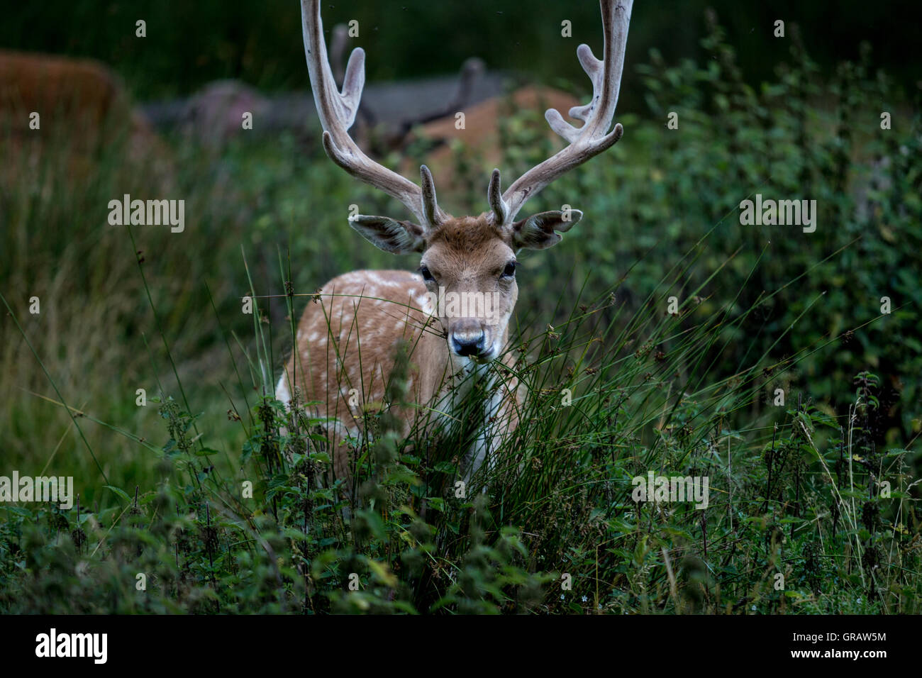Deer in grass hi-res stock photography and images - Alamy