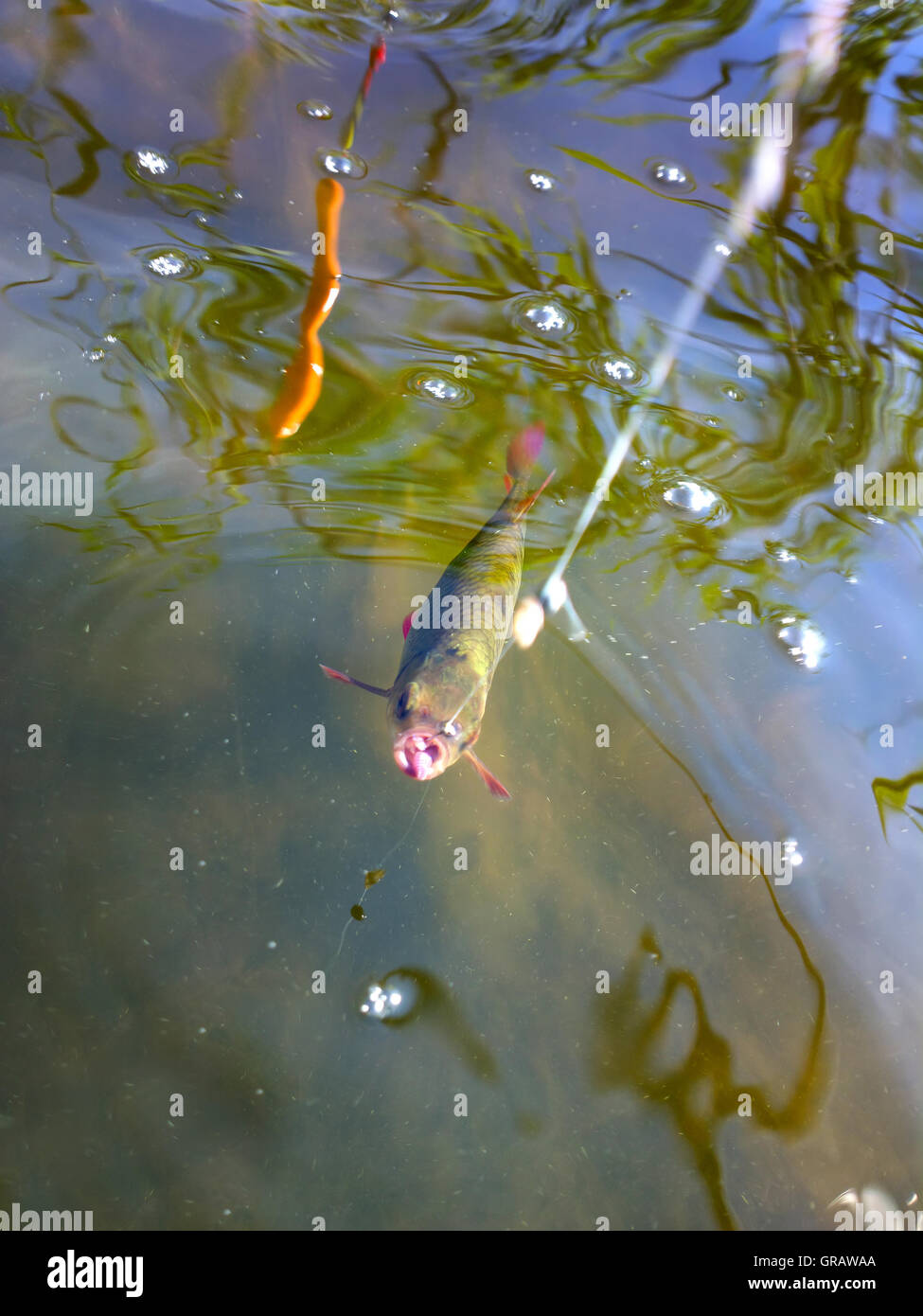 fishing on freshwater lakes in the reeds Stock Photo - Alamy