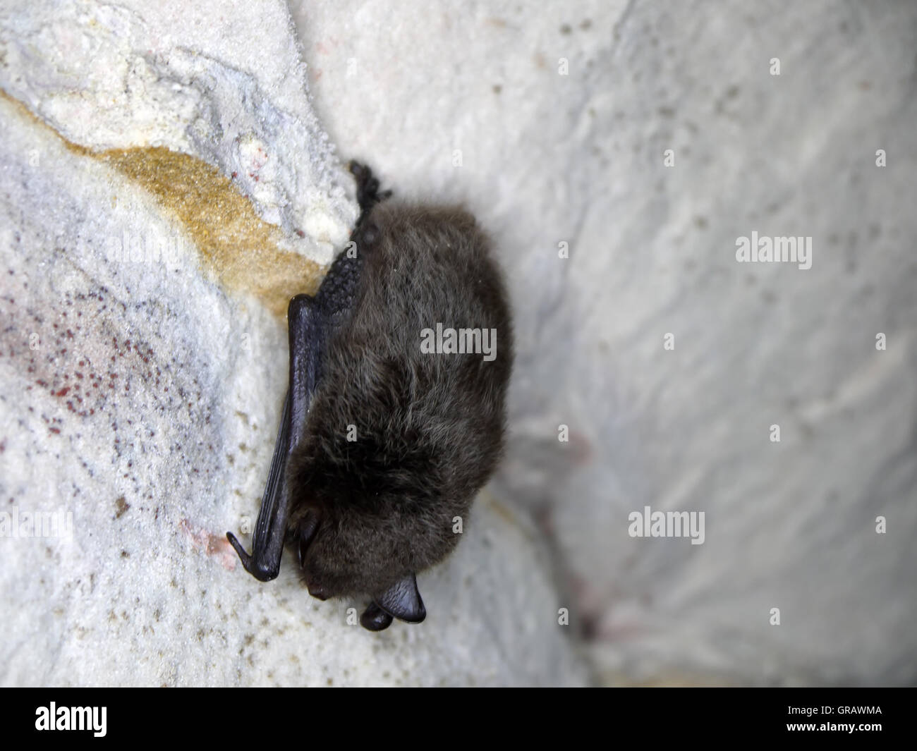 mouse-eared bat sleeping in cave during hibernation Stock Photo - Alamy