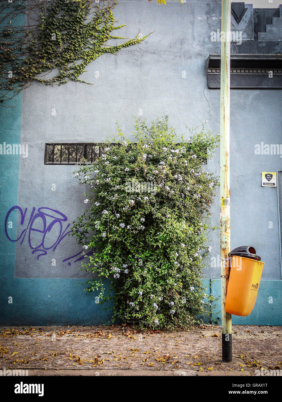 Plants growing on building hi-res stock photography and images - Alamy