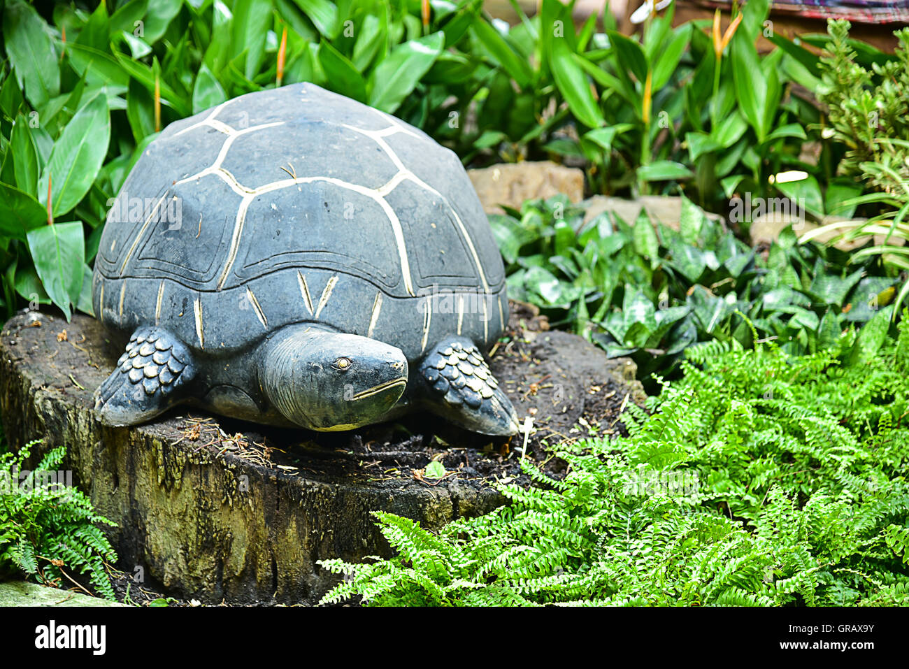 Close-Up Of A Turtle On Plant Stock Photo - Alamy