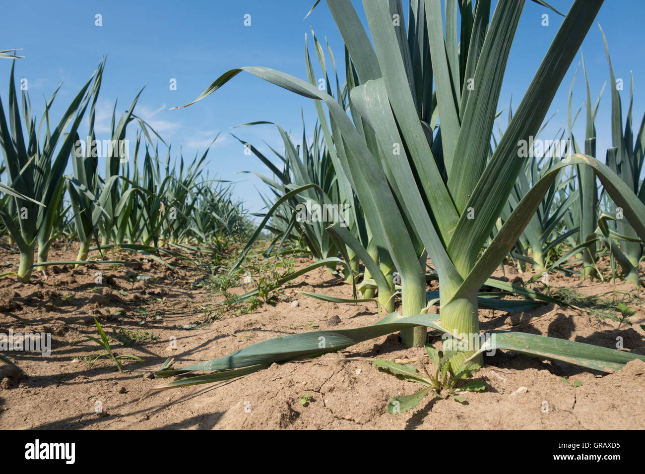 Leek On A Field Stock Photo - Alamy