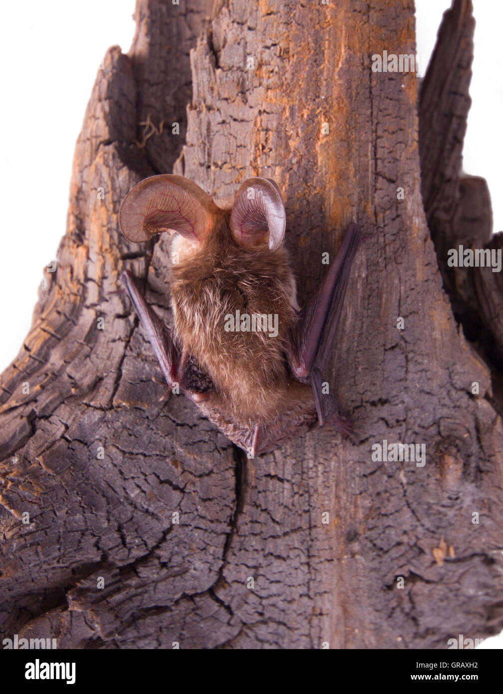 bat close up on a bark background Stock Photo - Alamy