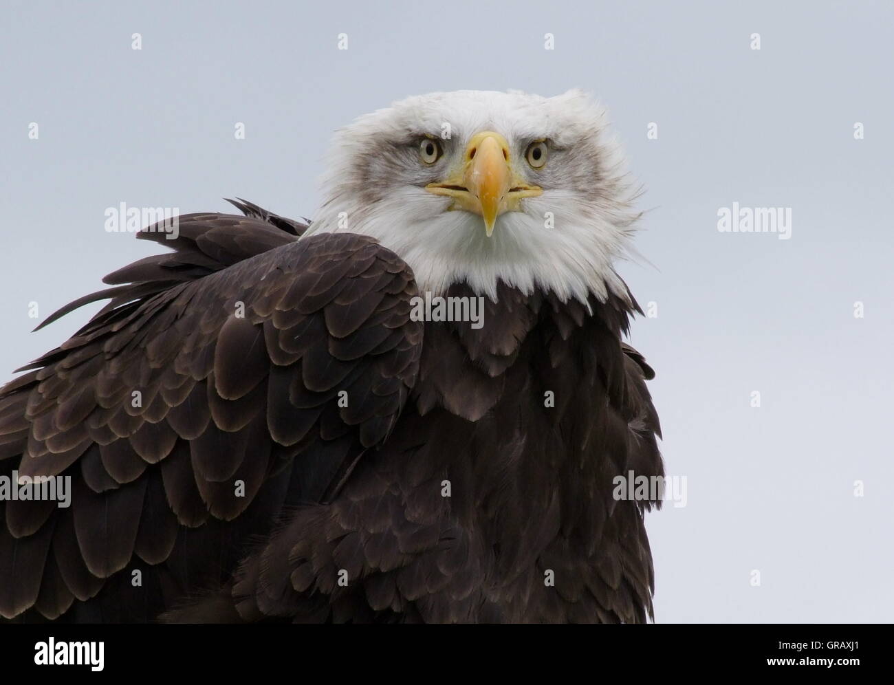 Bald Eagle, close-up Stock Photo - Alamy