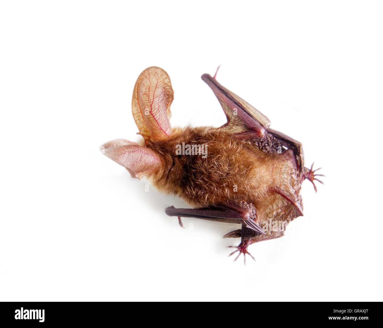 bat close up on a white background Stock Photo - Alamy