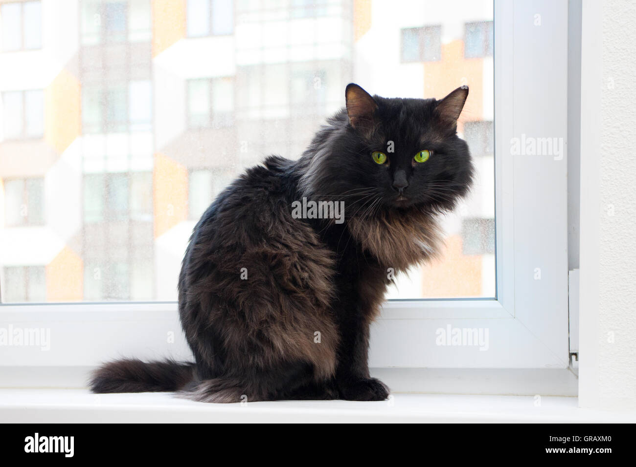 cat in a new house first undeveloped Stock Photo - Alamy