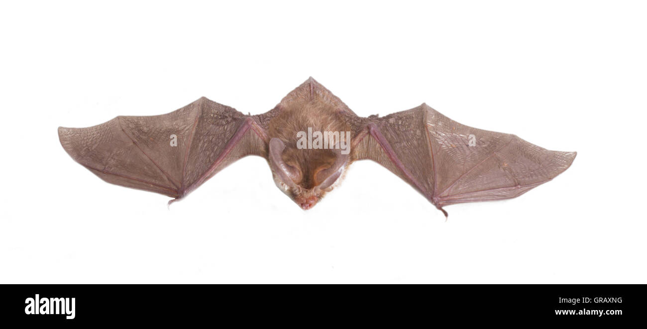 bat close up on a white background Stock Photo - Alamy