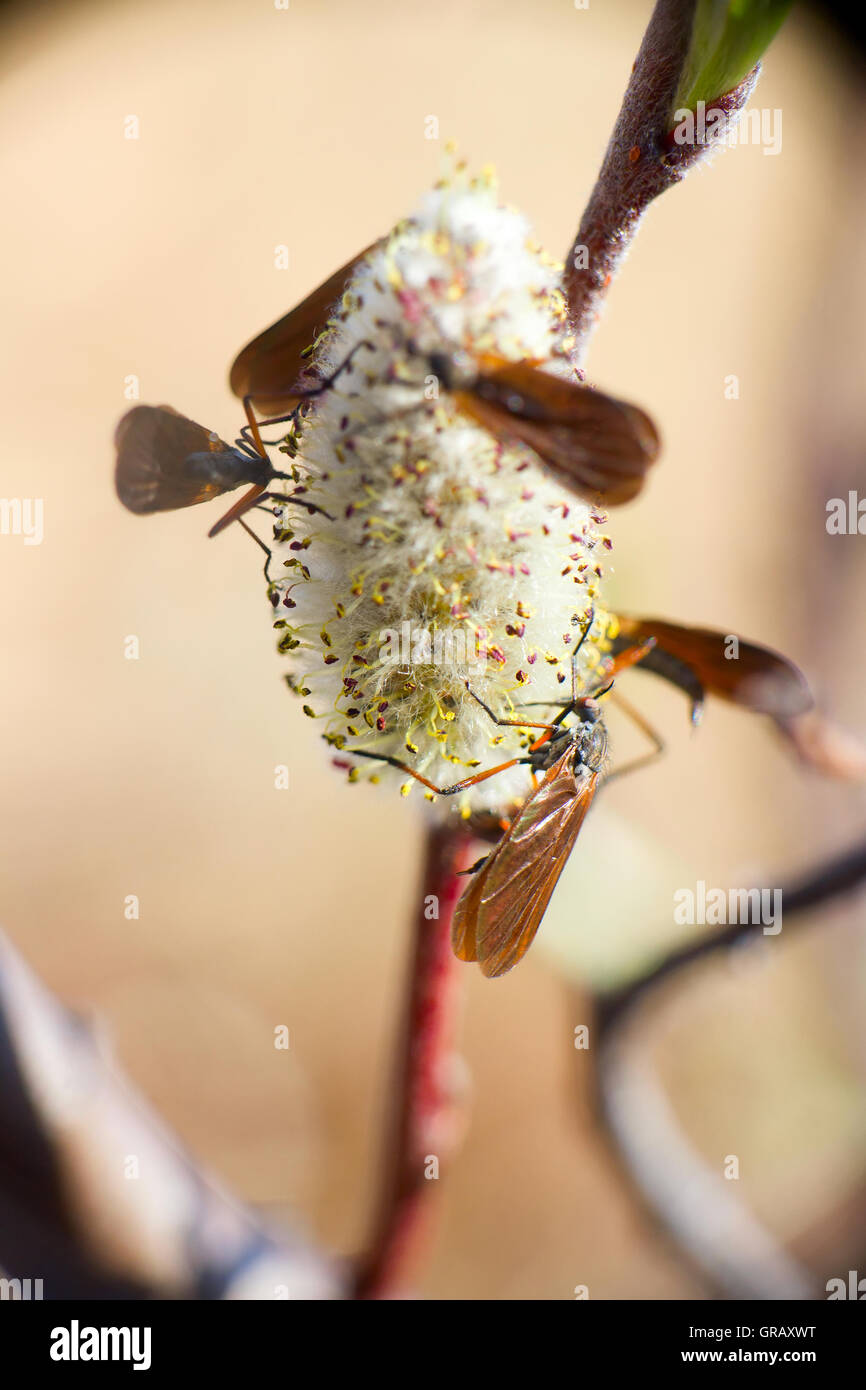macro flower tree with lots of insects Stock Photo - Alamy