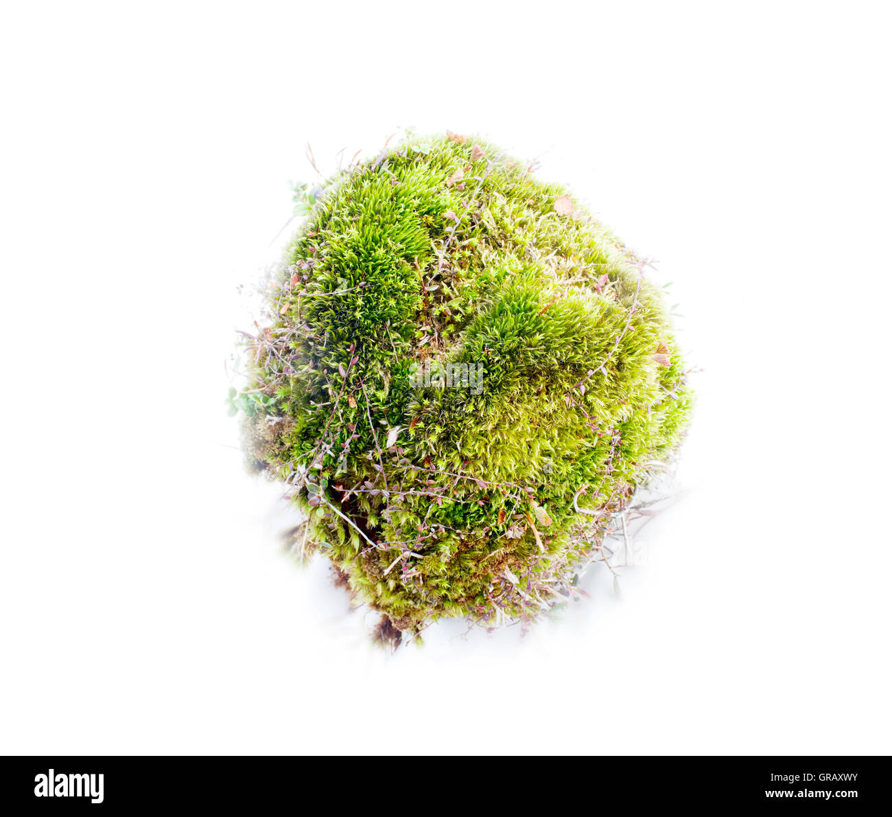 moss from the wild mountain places in isolation Stock Photo - Alamy