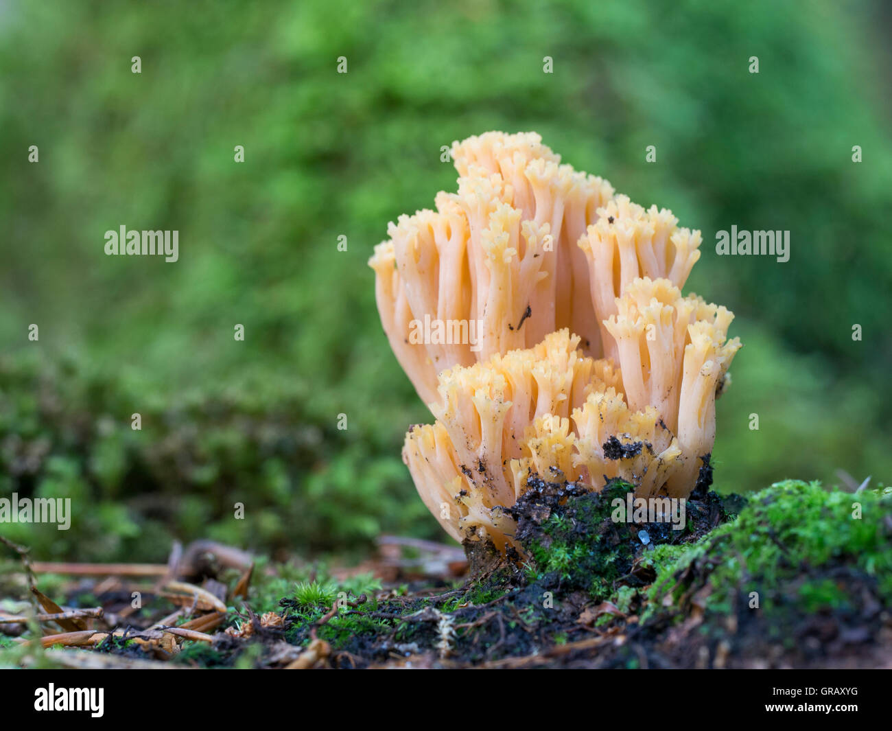 Beautiful Clavaria High Resolution Stock Photography and Images - Alamy