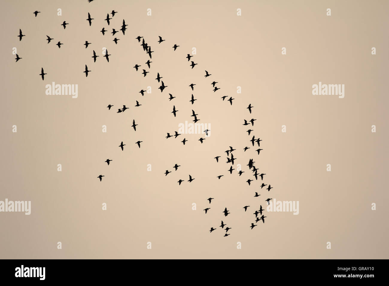 Birds of passage immigrants hi-res stock photography and images - Alamy