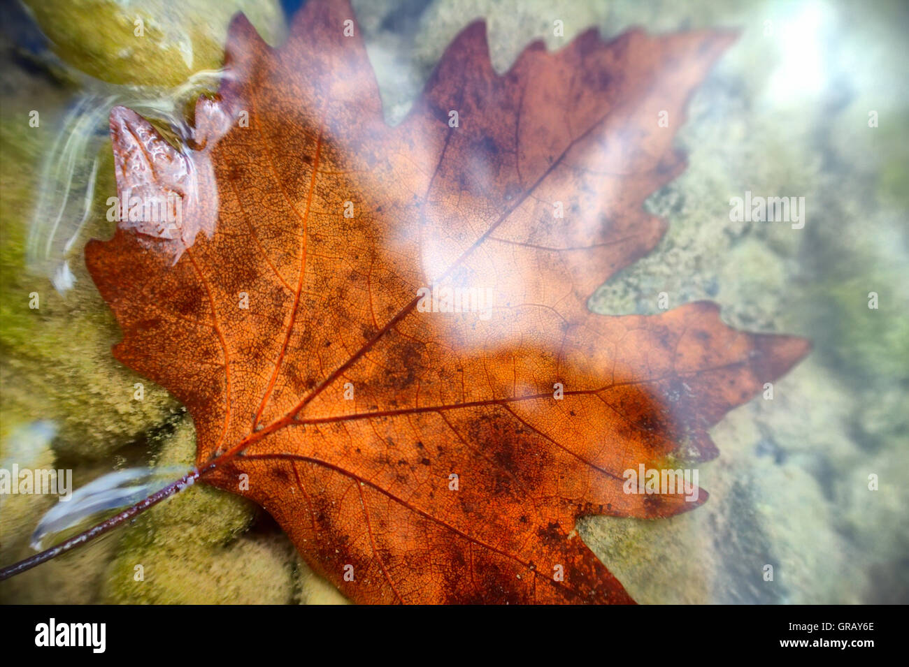 autumn. In clear water drowned maple leaf Stock Photo - Alamy
