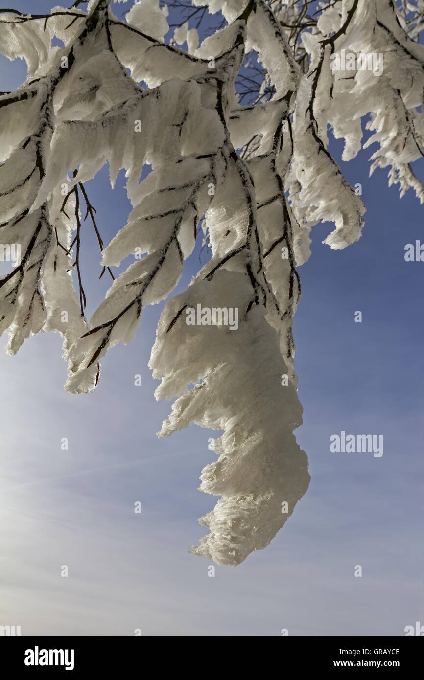 Snow on branches shrub hi-res stock photography and images - Alamy