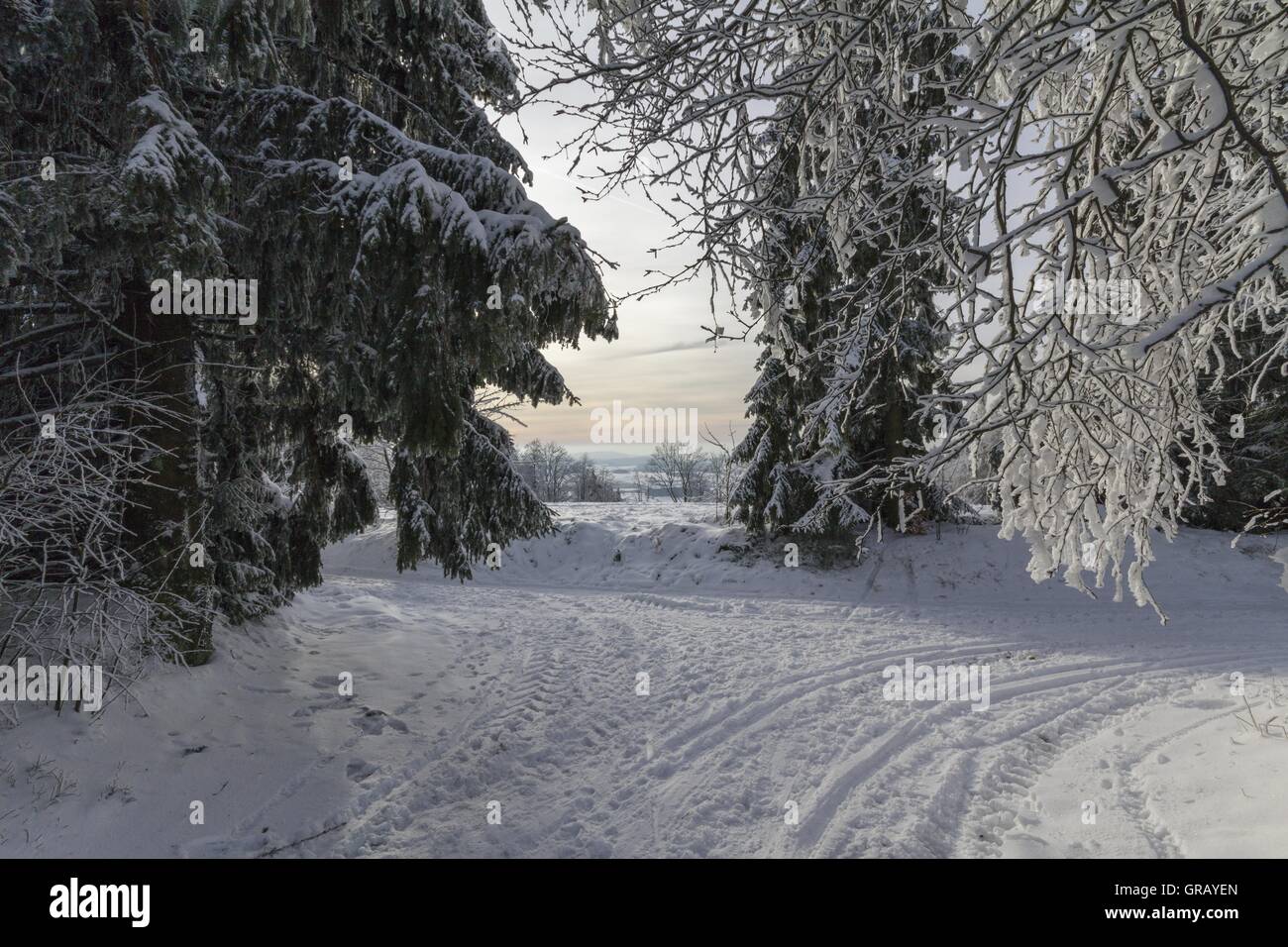 Snow Covered Trees And Tracks In The Snow Stock Photo - Alamy