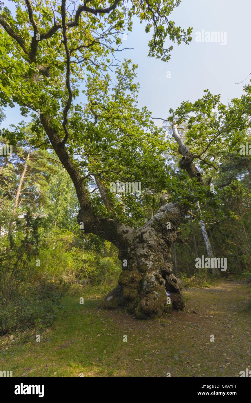 000 year troll oak tree in nature reserve hi-res stock photography and ...