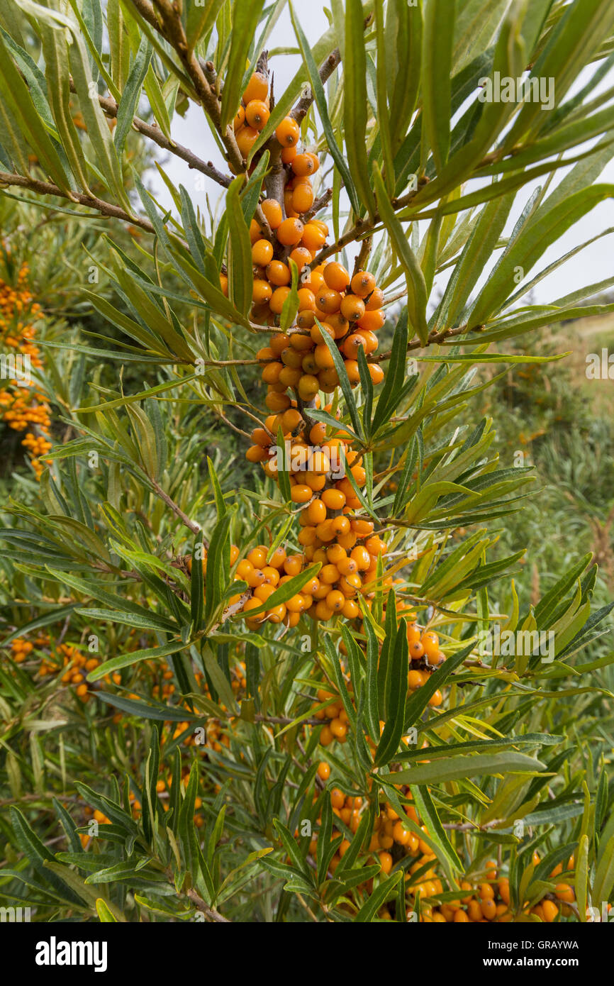 6 to 8 millimeters hi-res stock photography and images - Alamy