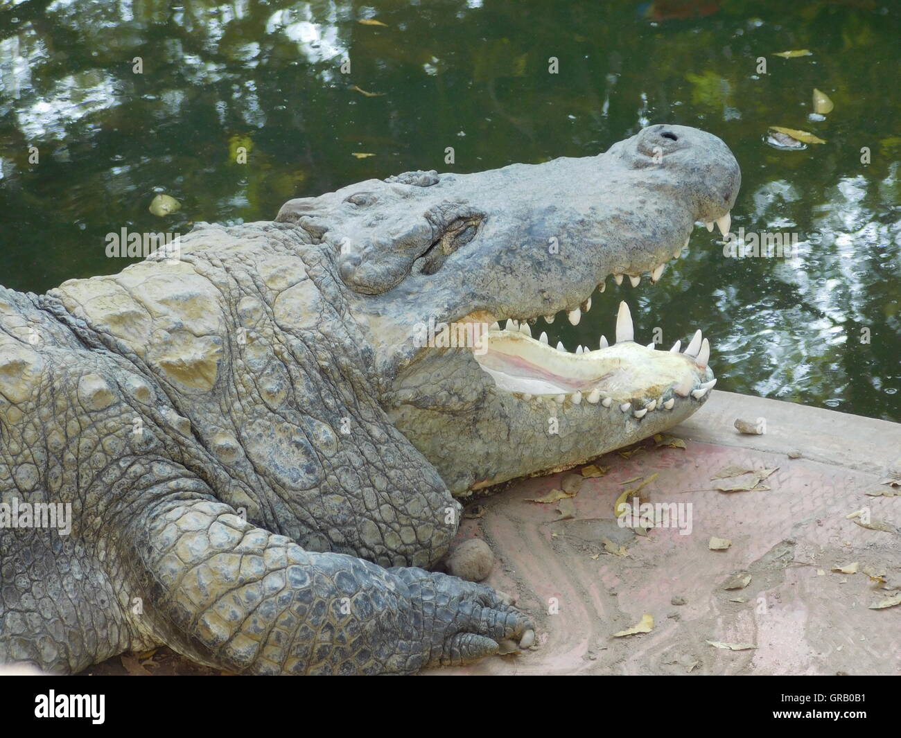 Side view of alligator hi-res stock photography and images - Alamy