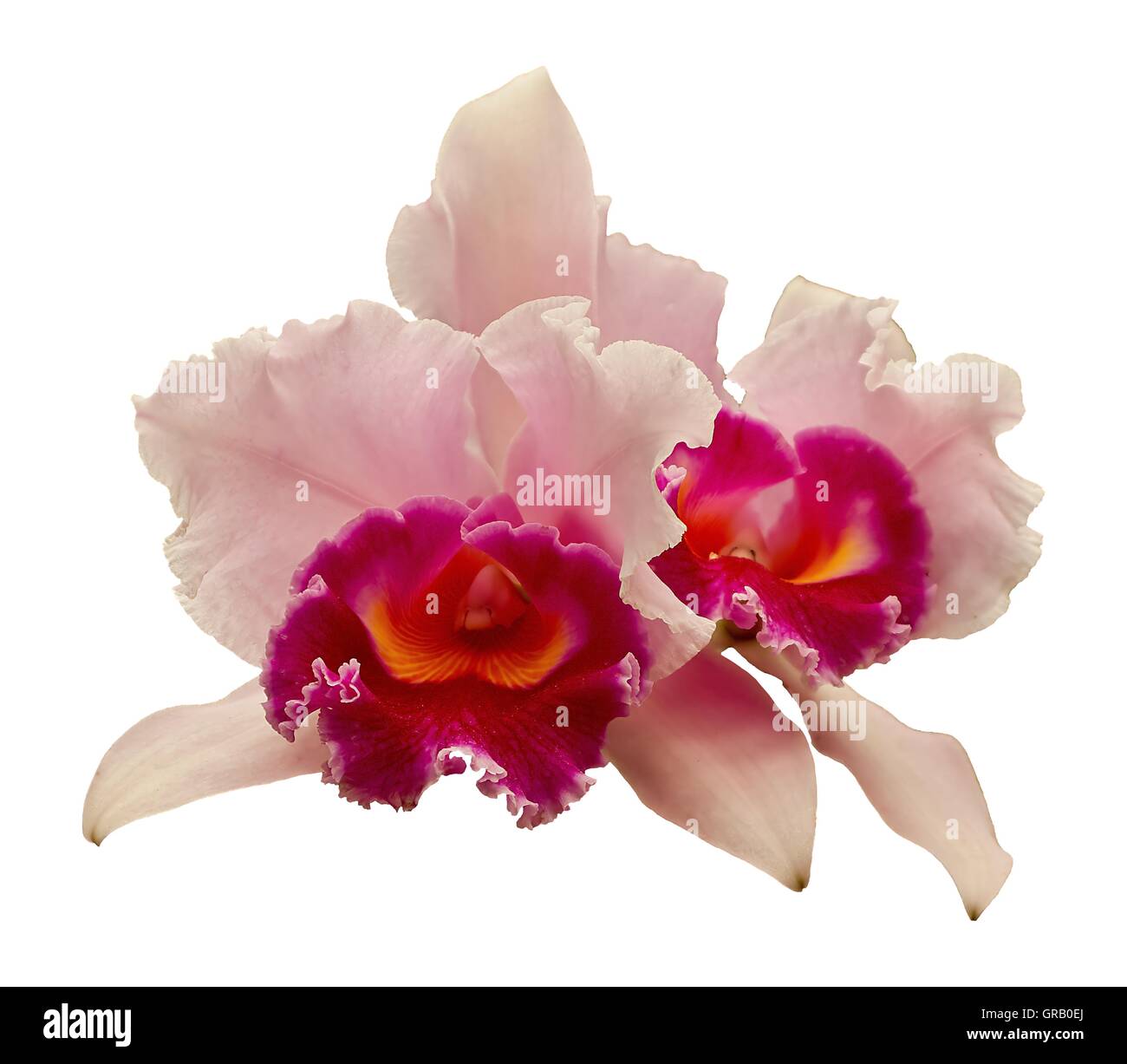 Close up white blooms Cut Out Stock Images & Pictures - Alamy