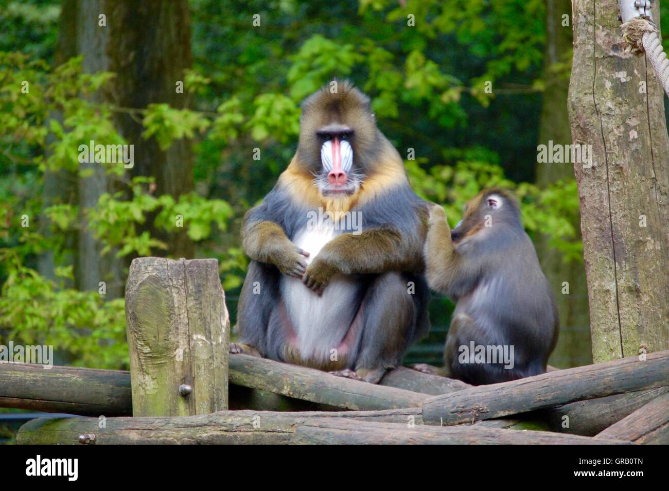 Mandrills On Bamboo Against Trees In Zoo Stock Photo - Alamy