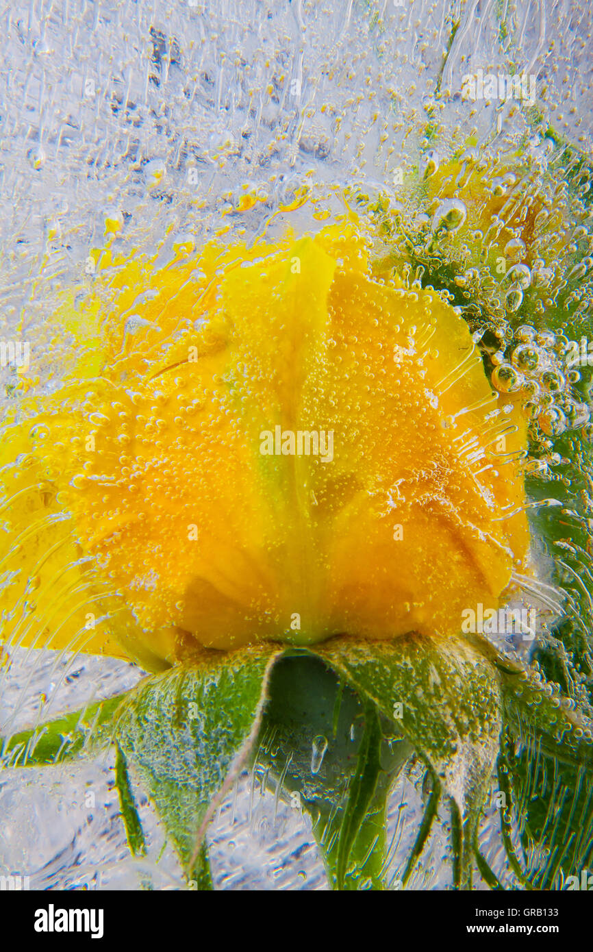 Rose In Ice Stock Photo - Alamy