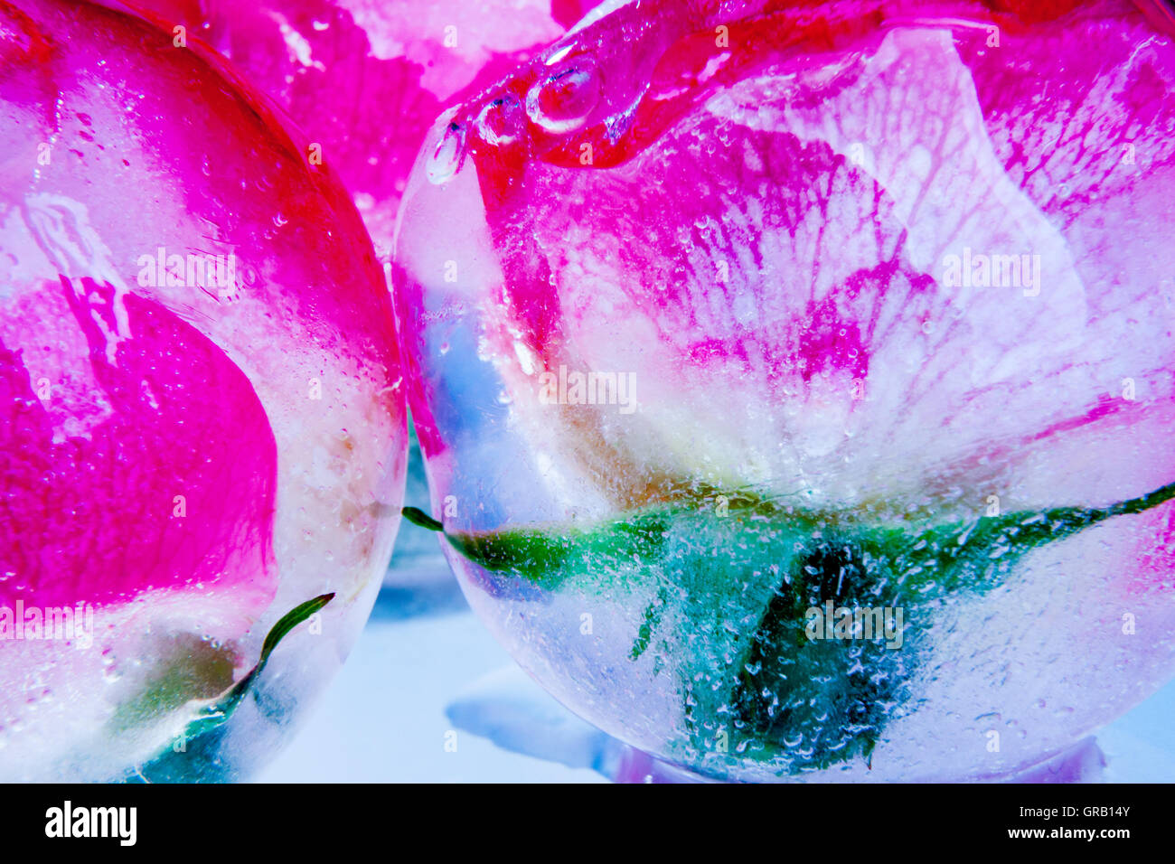 Blossoms Of A Wild Rose In Crystal Clear Ice Balls Stock Photo - Alamy