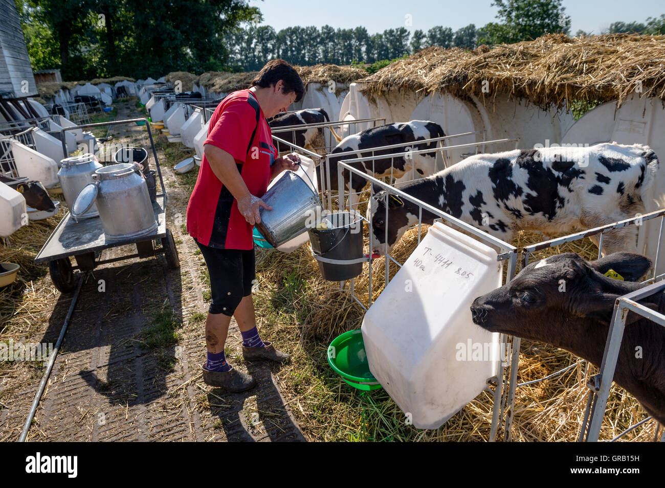 Bucket with milk hi-res stock photography and images - Alamy