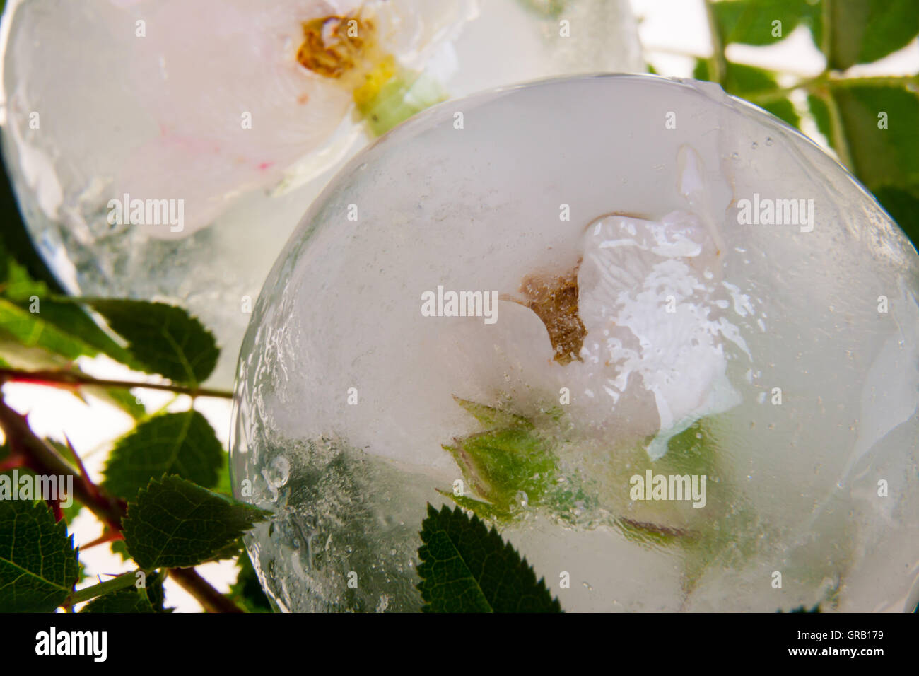 White Rose Blooms In Crystal Clear Ice Stock Photo - Alamy