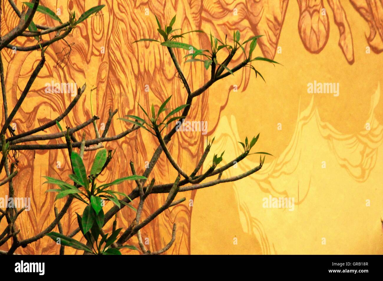 Plant graffiti hi-res stock photography and images - Alamy