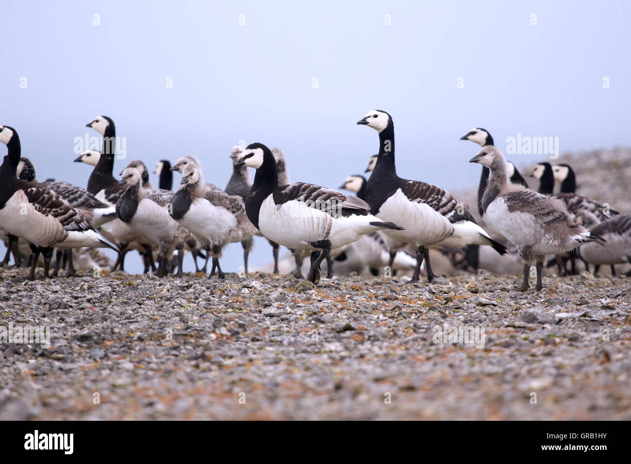 A flock of adult geese with chicks in arctic desert Stock Photo - Alamy