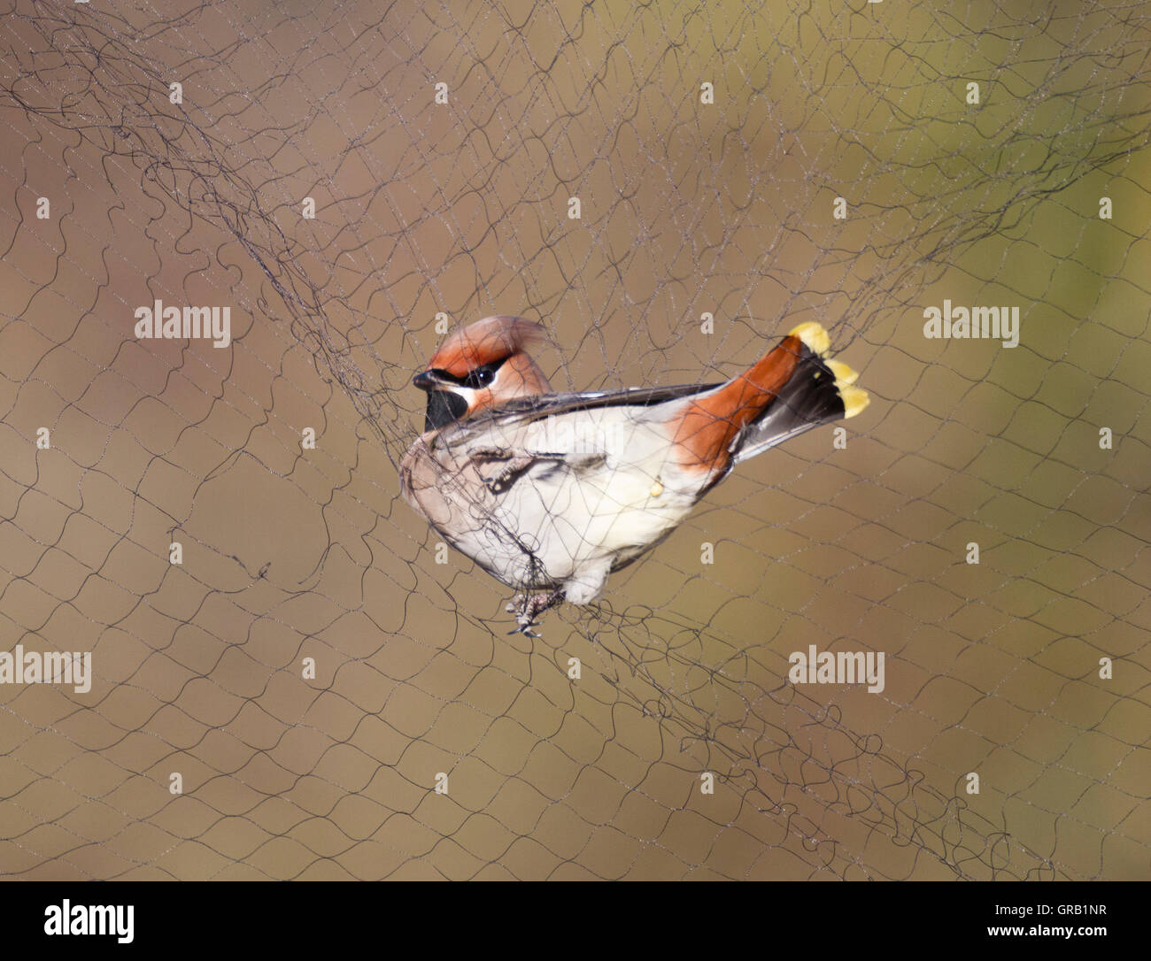 Bird trap hi-res stock photography and images - Alamy