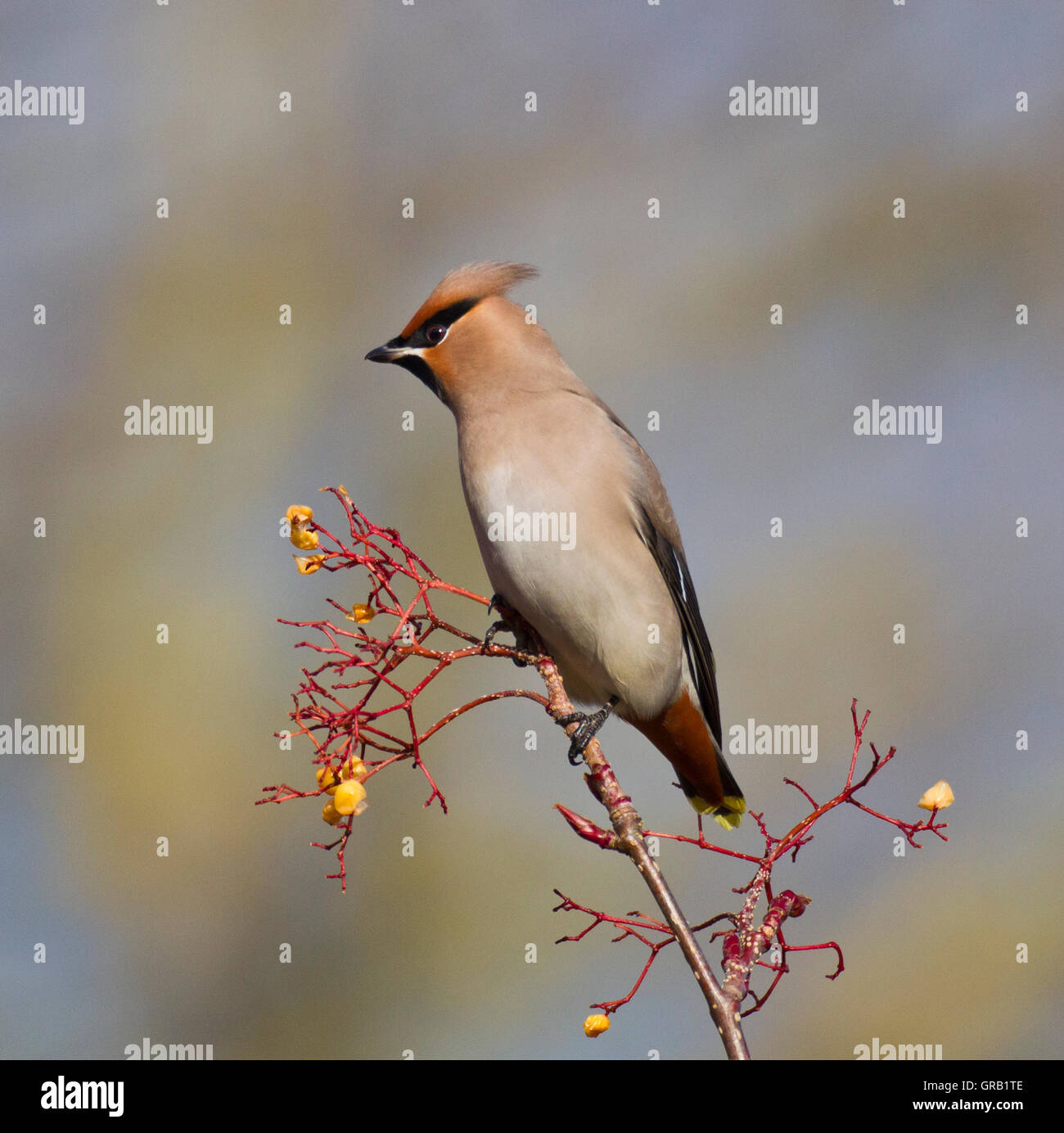 Sorbus Berries Tree Garden Uk High Resolution Stock Photography and ...
