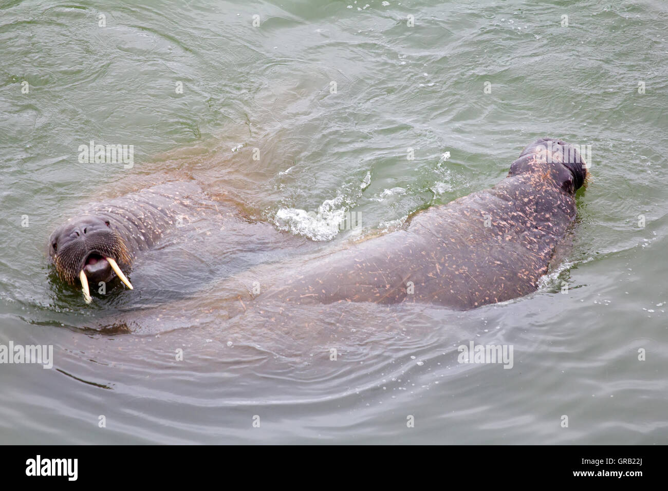 Atlantic walrus with one tusk floats on surface of sea Stock Photo - Alamy
