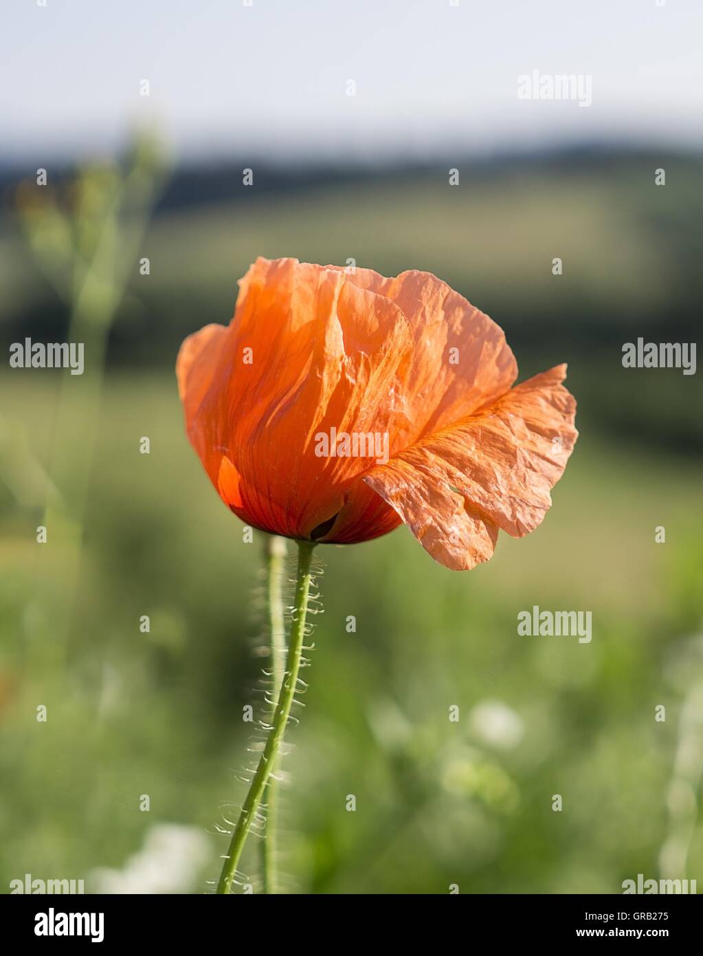 Red poppy flower in the nature Stock Photo - Alamy