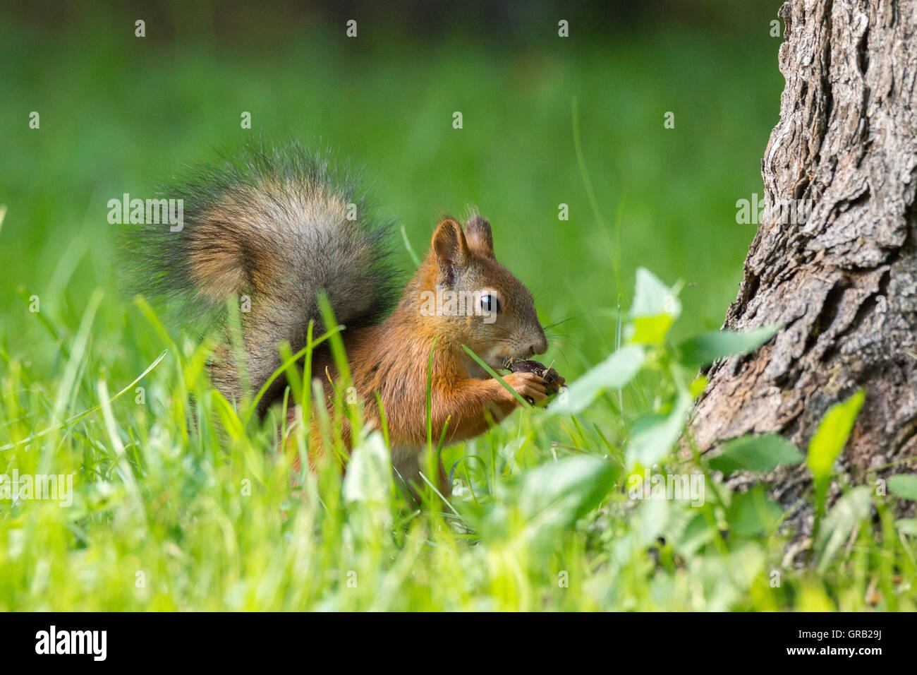 the photograph shows a squirrel on a tree Stock Photo - Alamy