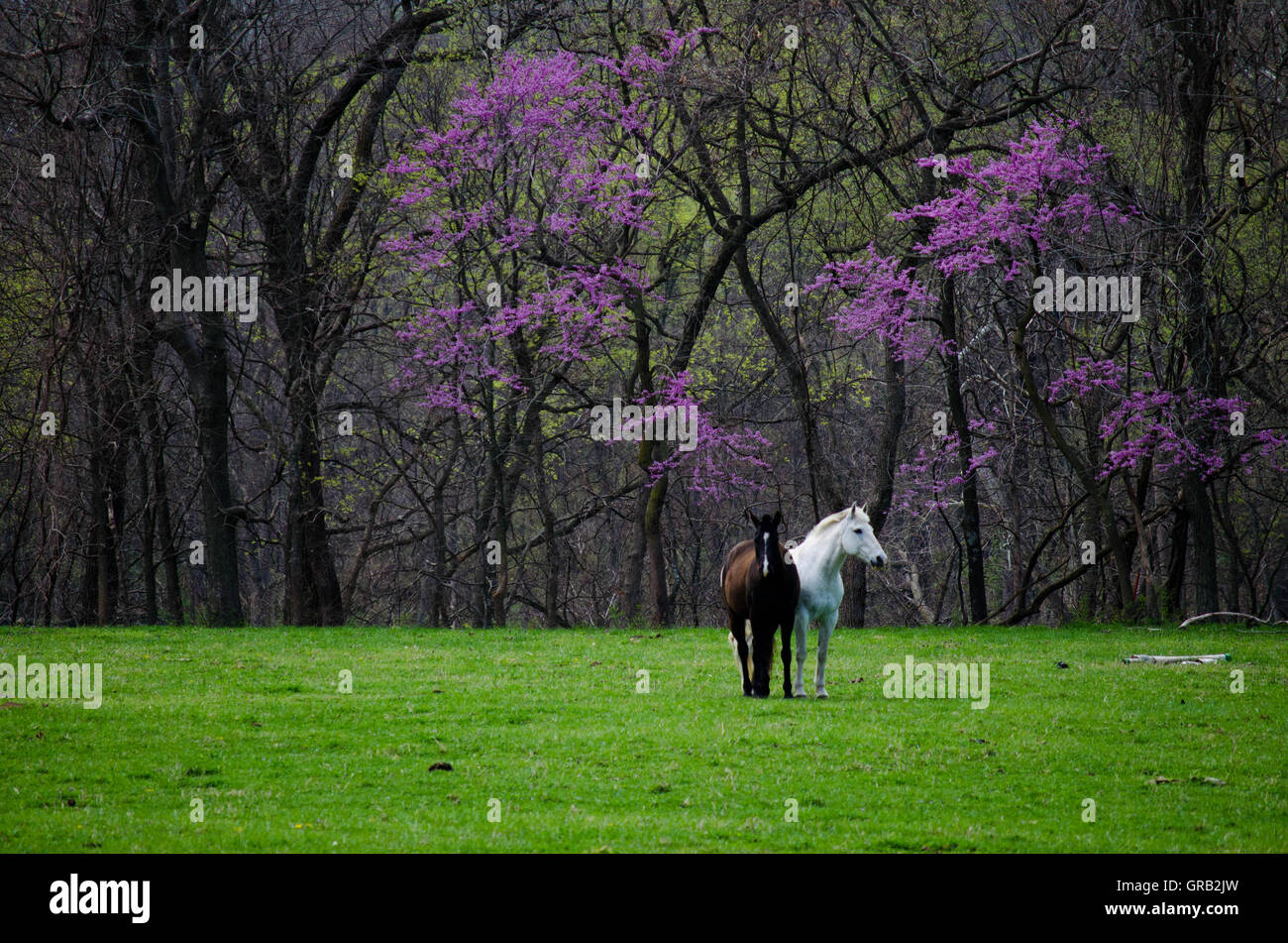 Two horses show companionship Stock Photo - Alamy