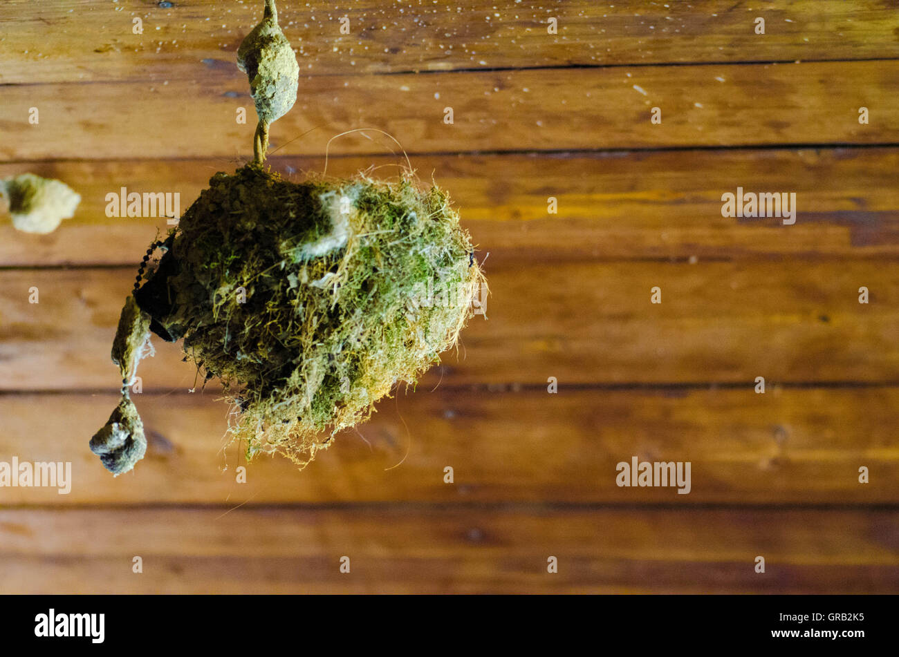 A birds nest made with the help of a light fixture Stock Photo - Alamy