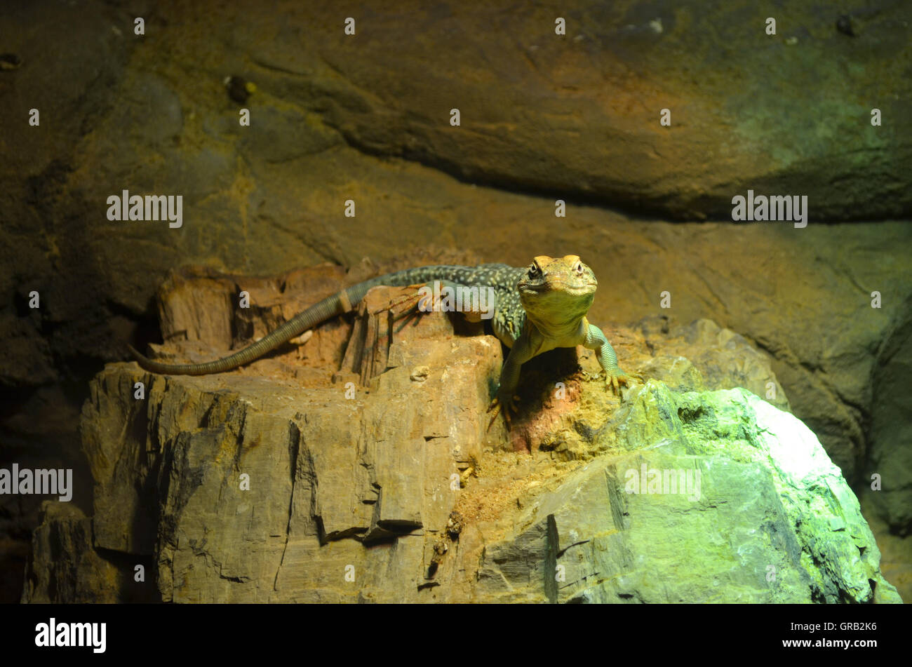 Amphibians lizards hi-res stock photography and images - Alamy