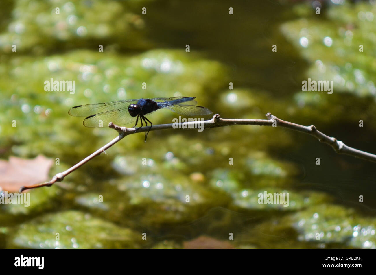 Dragonfly over pond hi-res stock photography and images - Alamy