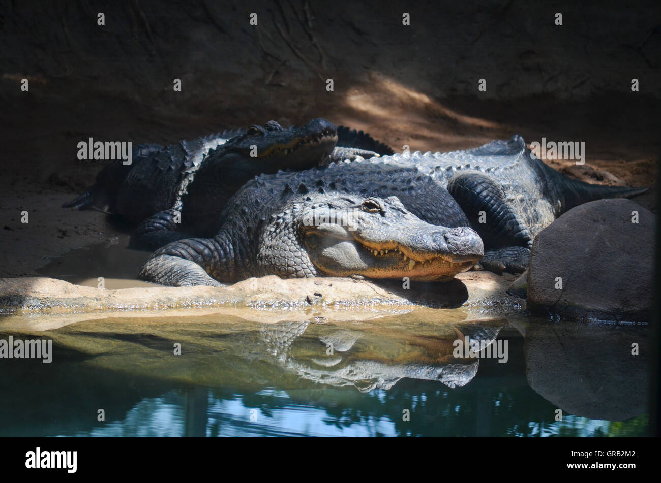 2 Alligators snuggle up to each other Stock Photo - Alamy