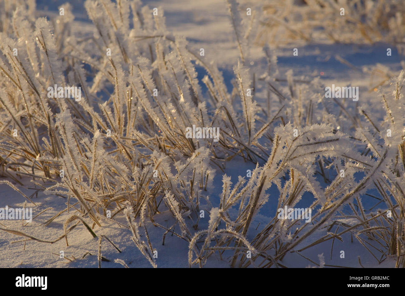 Frost in the morning Stock Photo - Alamy