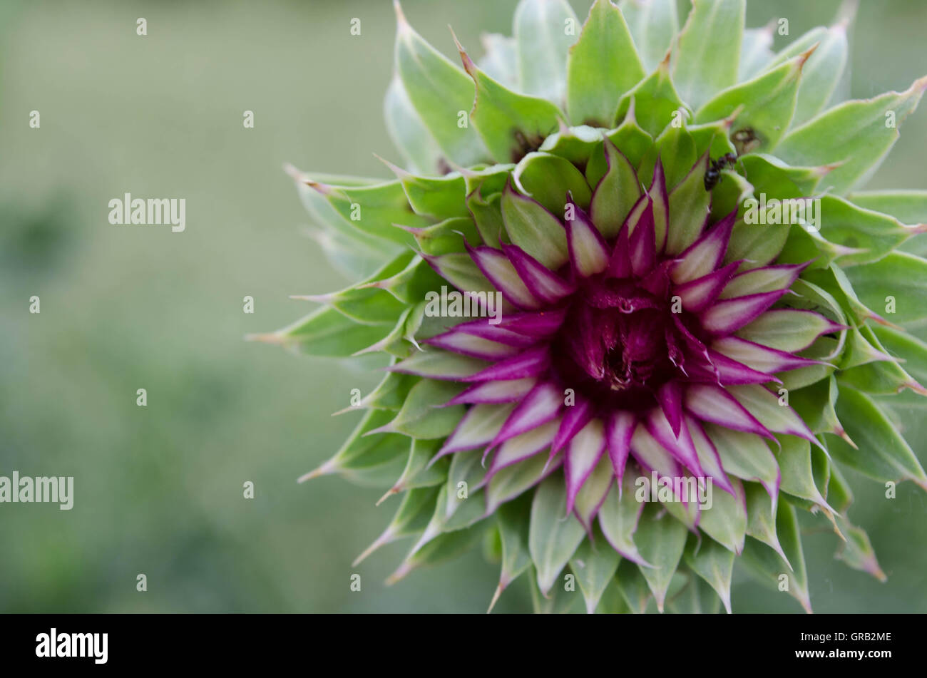 A thistle blooms a flower Stock Photo - Alamy