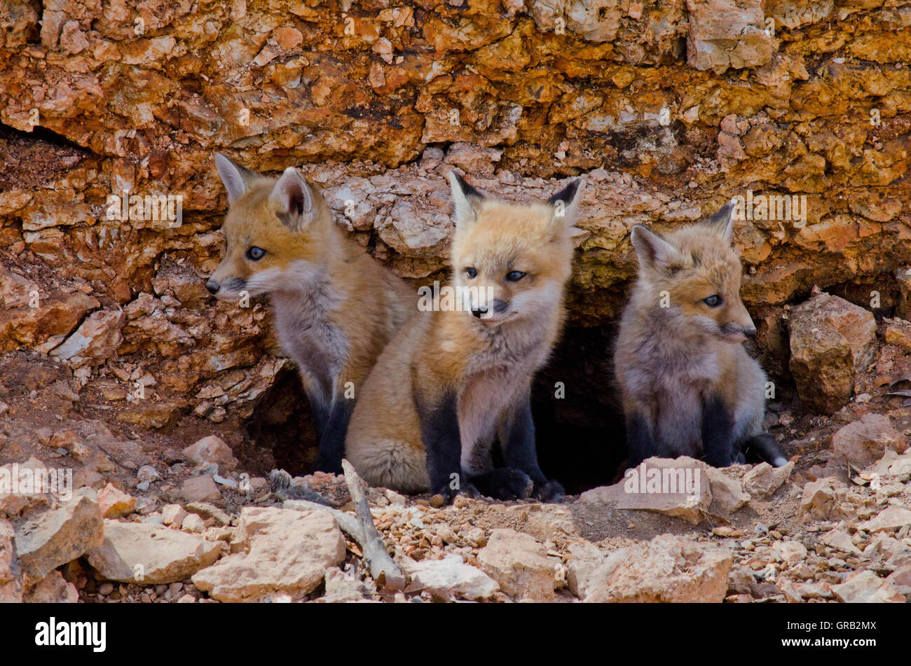 Fox hole hi-res stock photography and images - Alamy