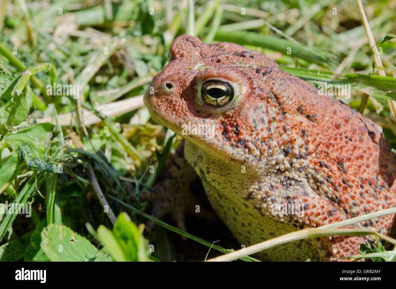 Toads In Grass High Resolution Stock Photography and Images - Alamy