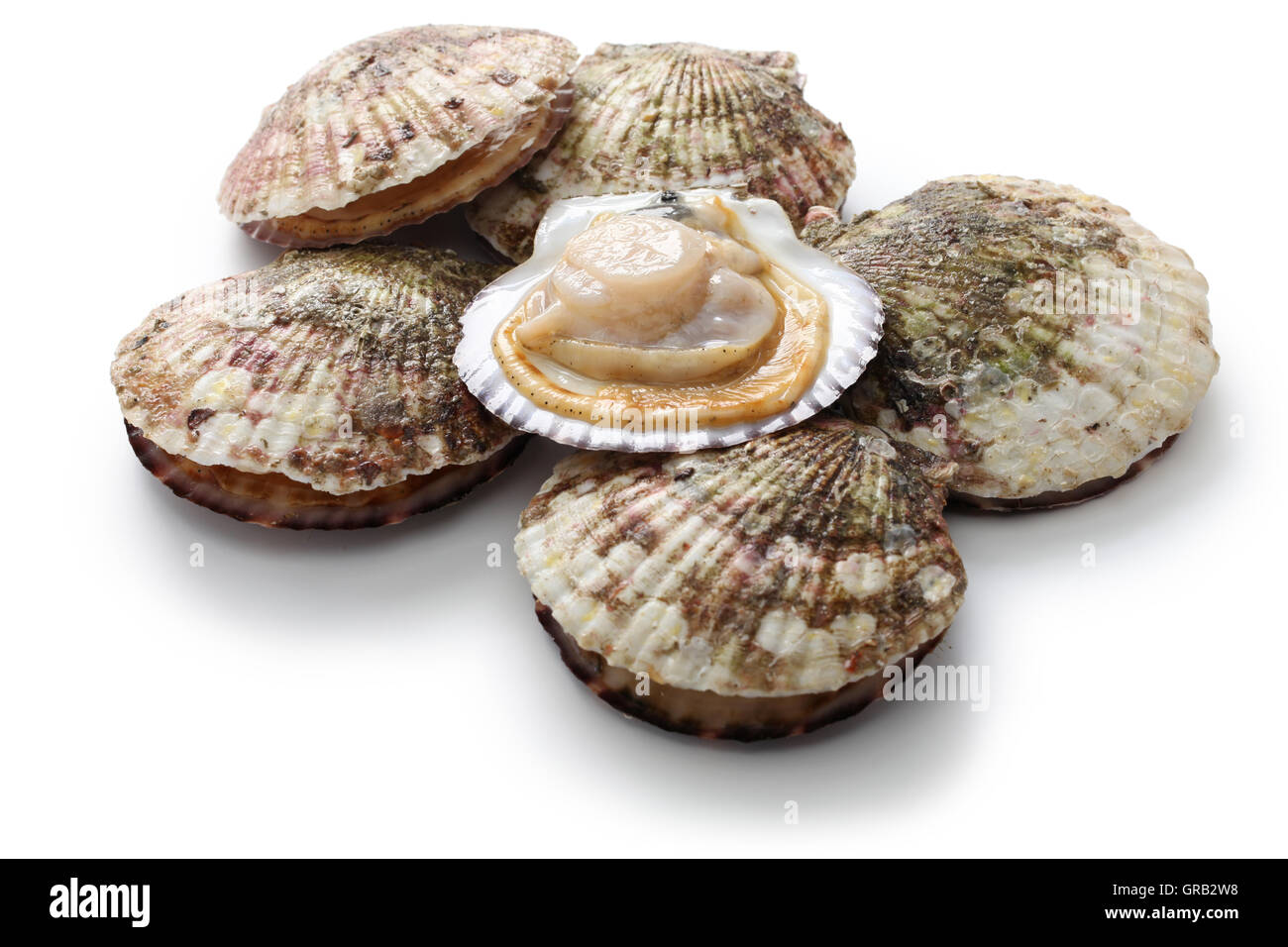 Open Scallop Shell High Resolution Stock Photography and Images - Alamy