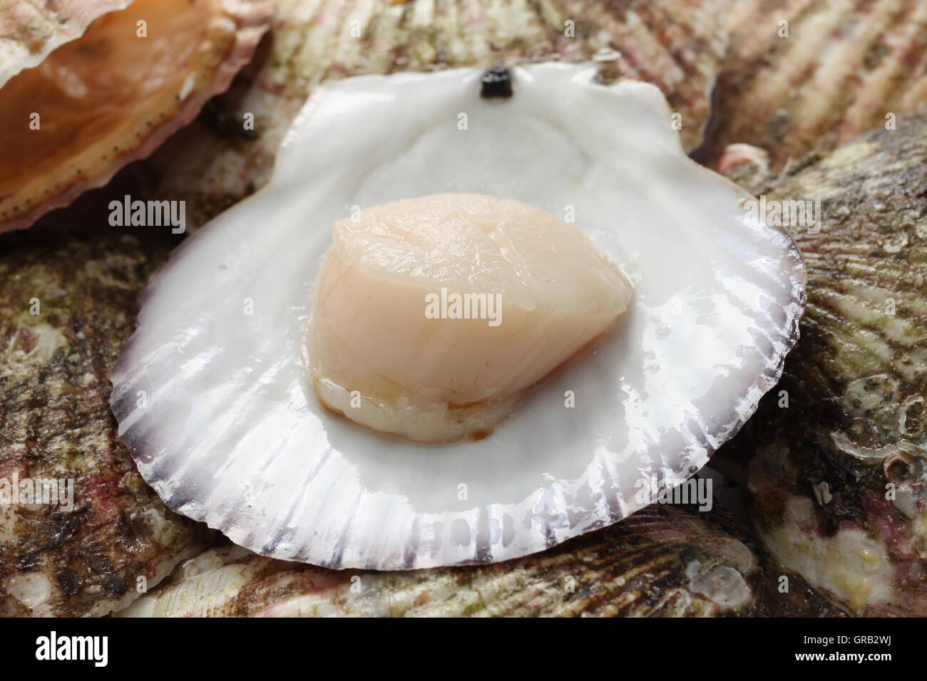 Scallops white background hi-res stock photography and images - Alamy